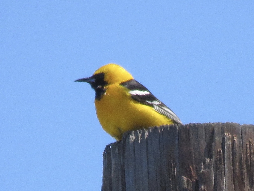 Hooded Oriole from Bob Kildee Community Park, Camarillo, CA, US on June ...