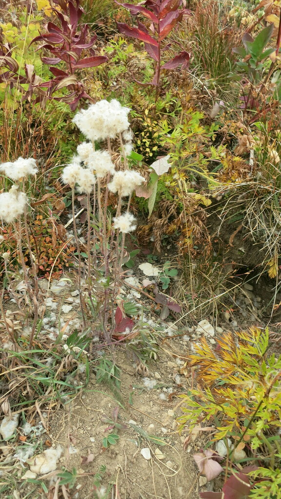 Cutleaf Anemone from East Kootenay, BC, Canada on September 19, 2020 at ...