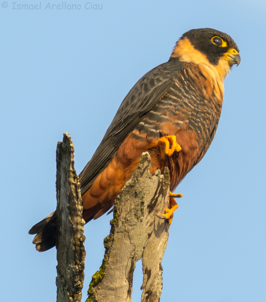 Bat Falcon in January 2023 by Ismael Arellano Ciau · iNaturalist
