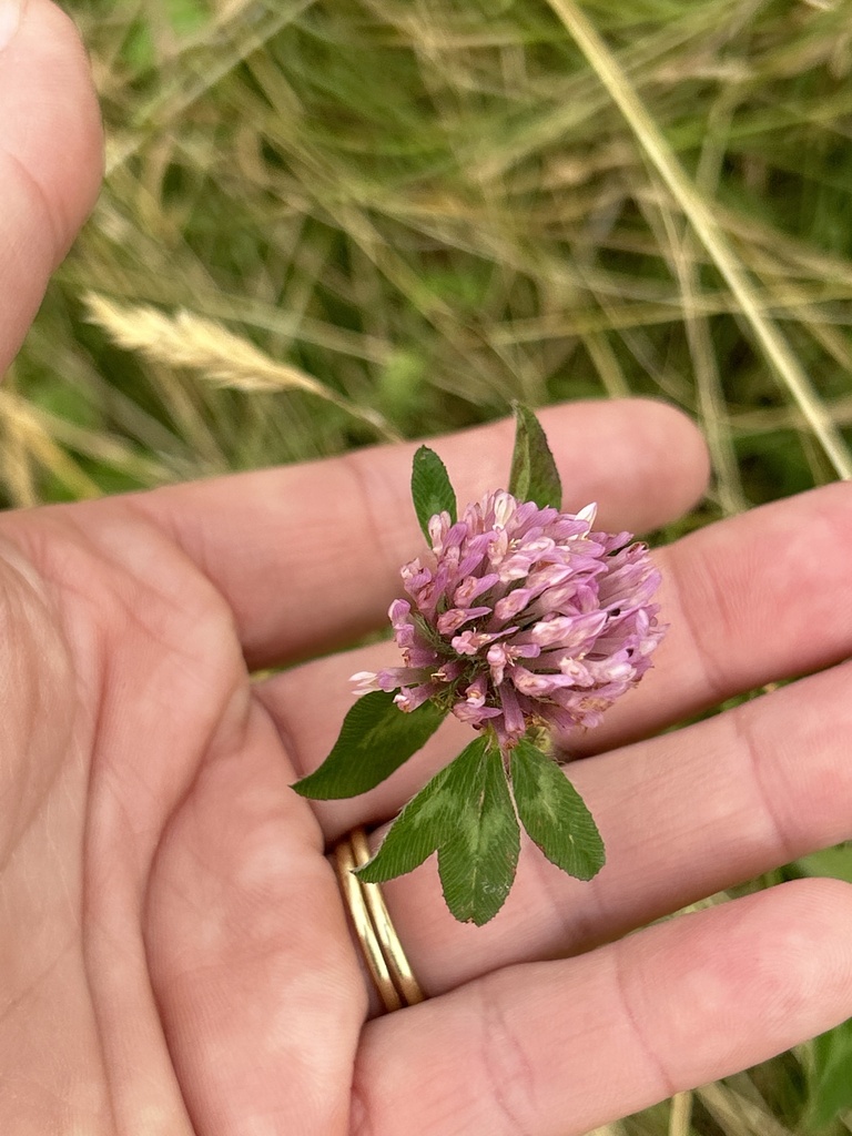 Red Clover from Lake Ruataniwha, Pukaki Ward, Canterbury, NZ on January ...