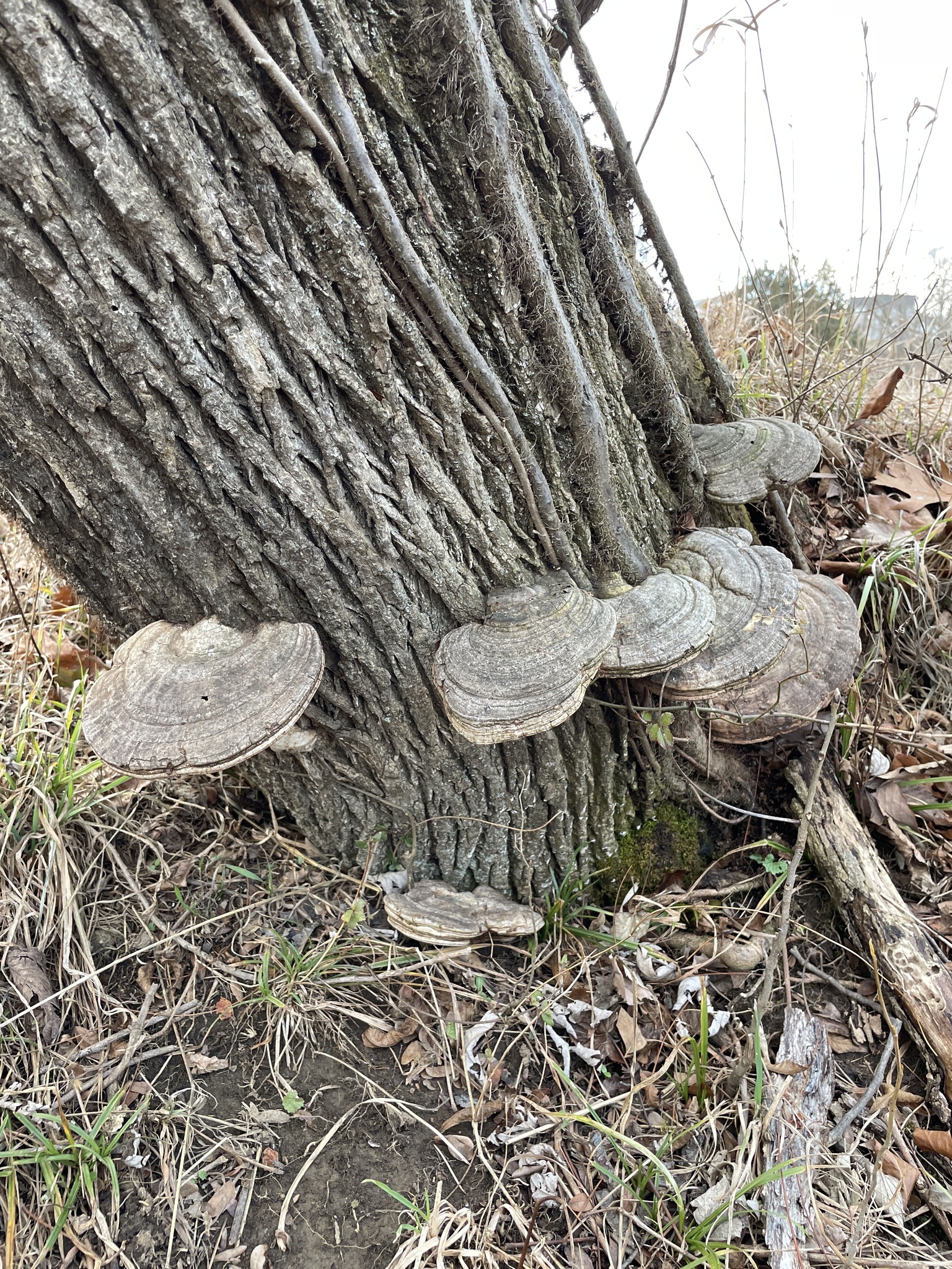 Ganoderma megaloma (Lév.) Bres.