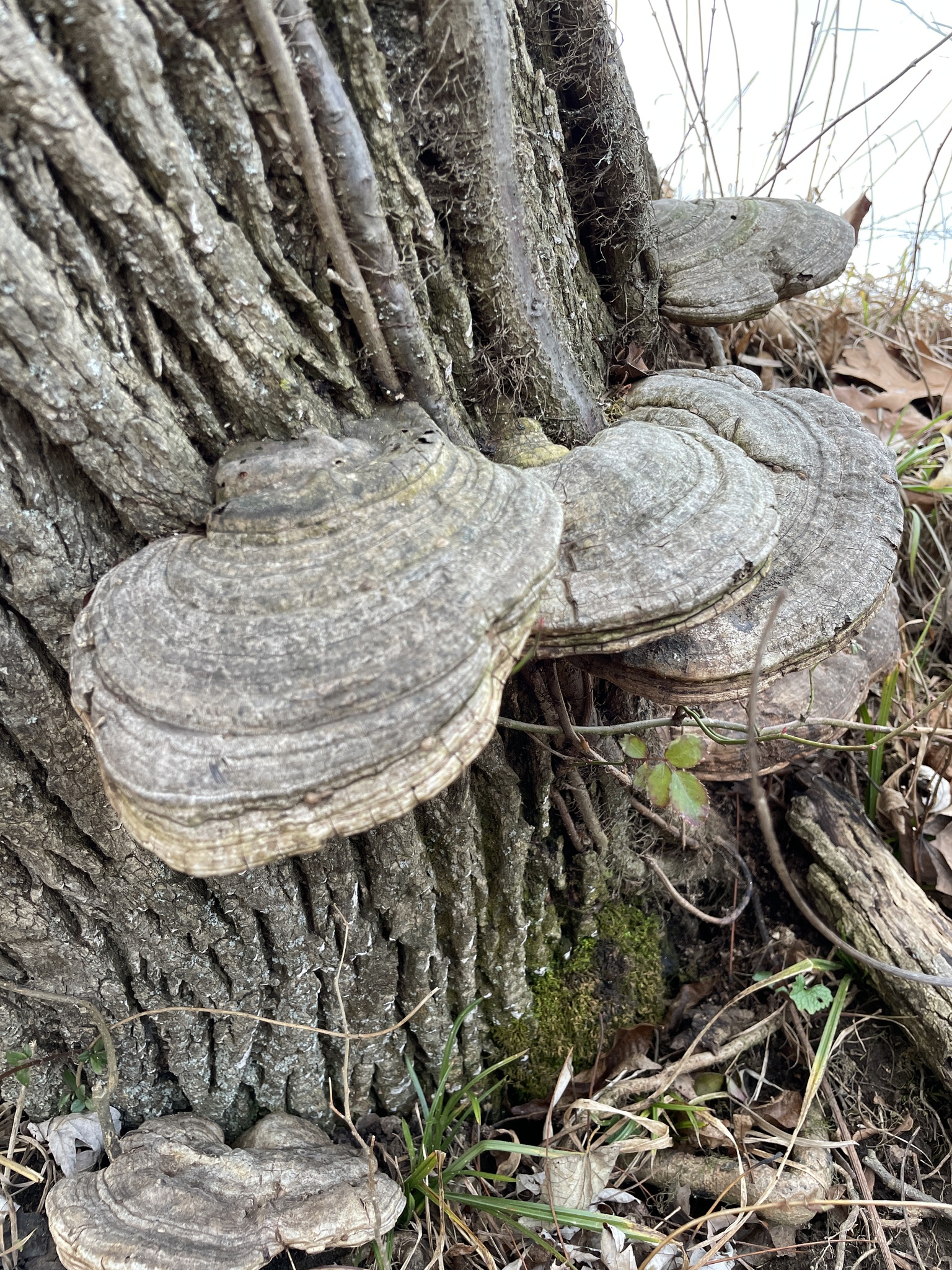 Ganoderma megaloma (Lév.) Bres.
