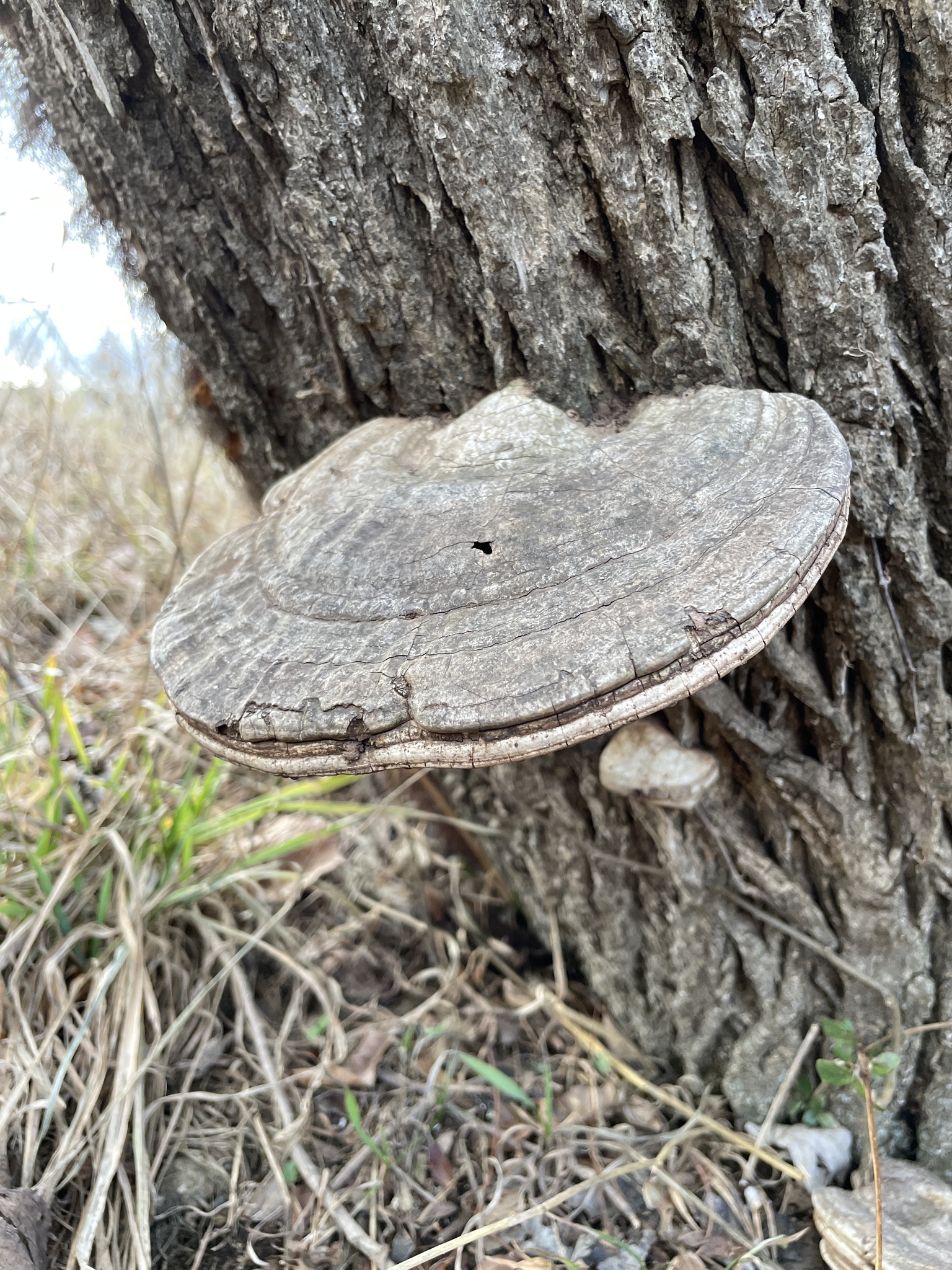 Ganoderma megaloma (Lév.) Bres.