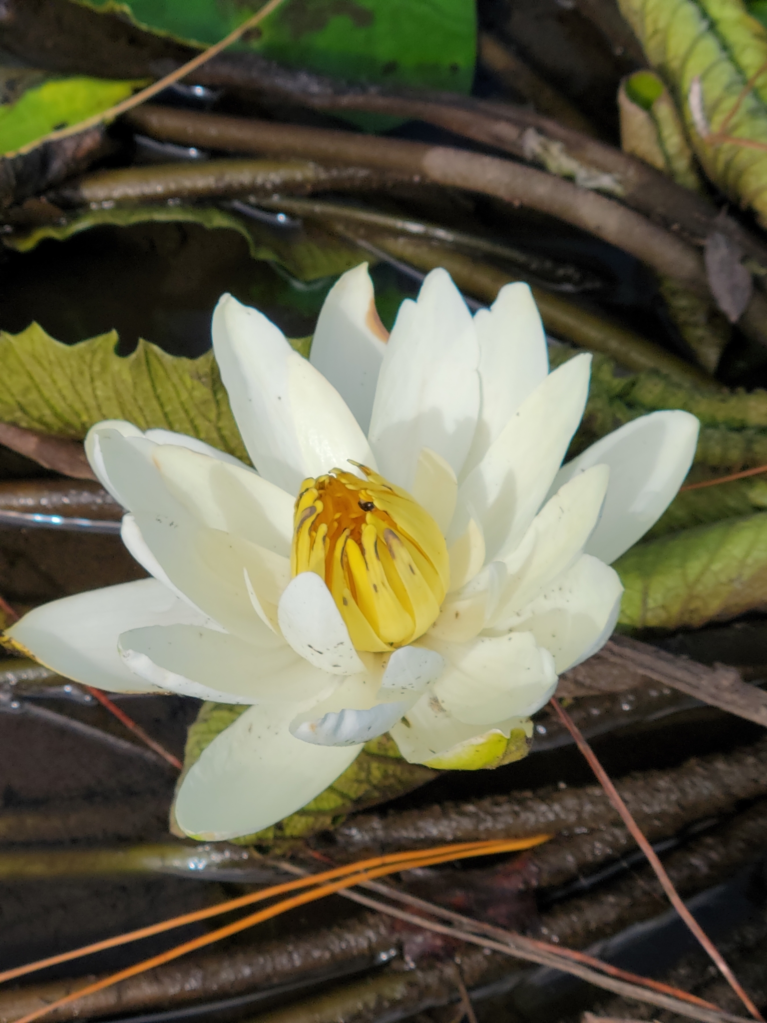 Nymphaea L.