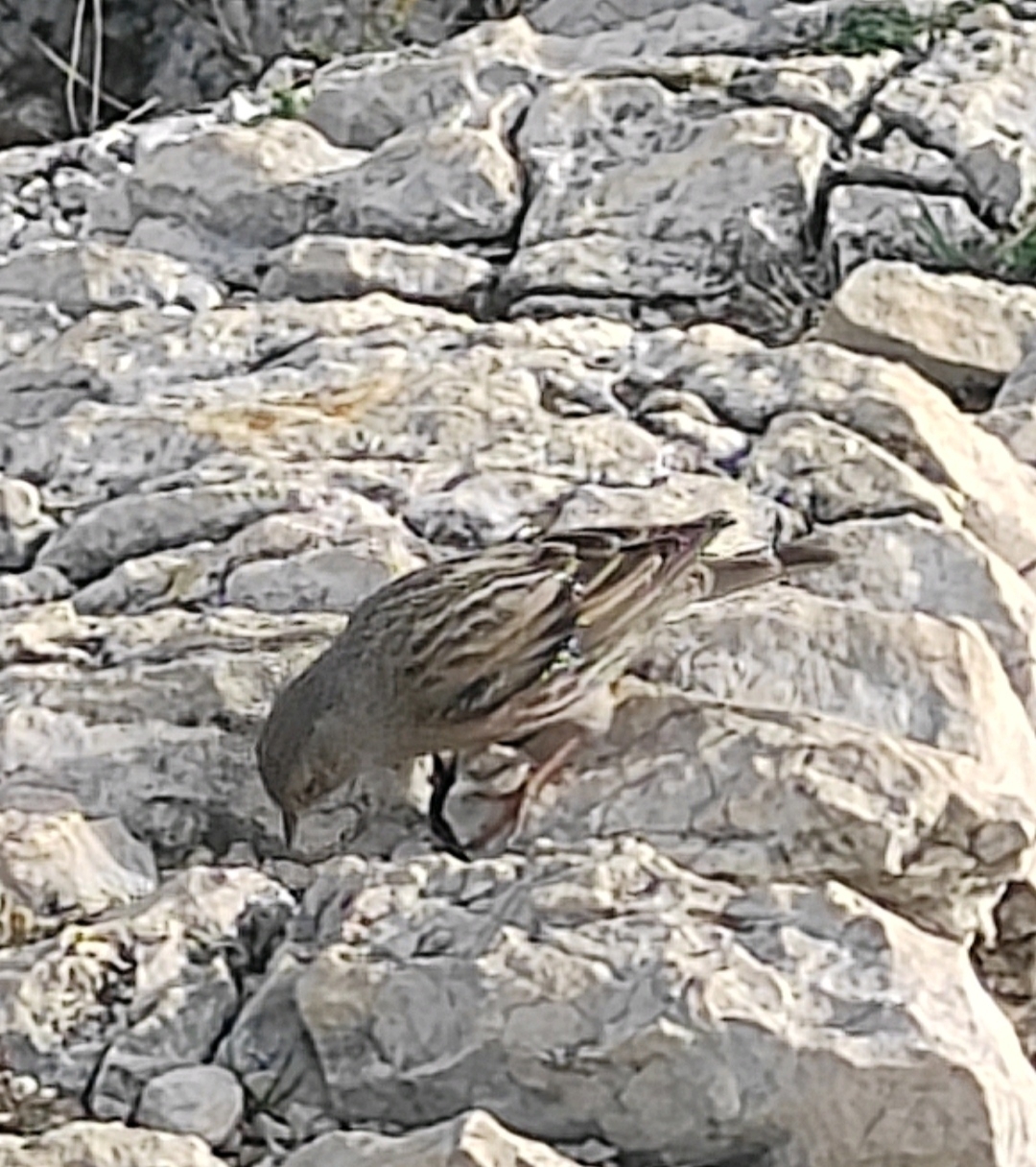 Prunella collaris (Scopoli, 1769)