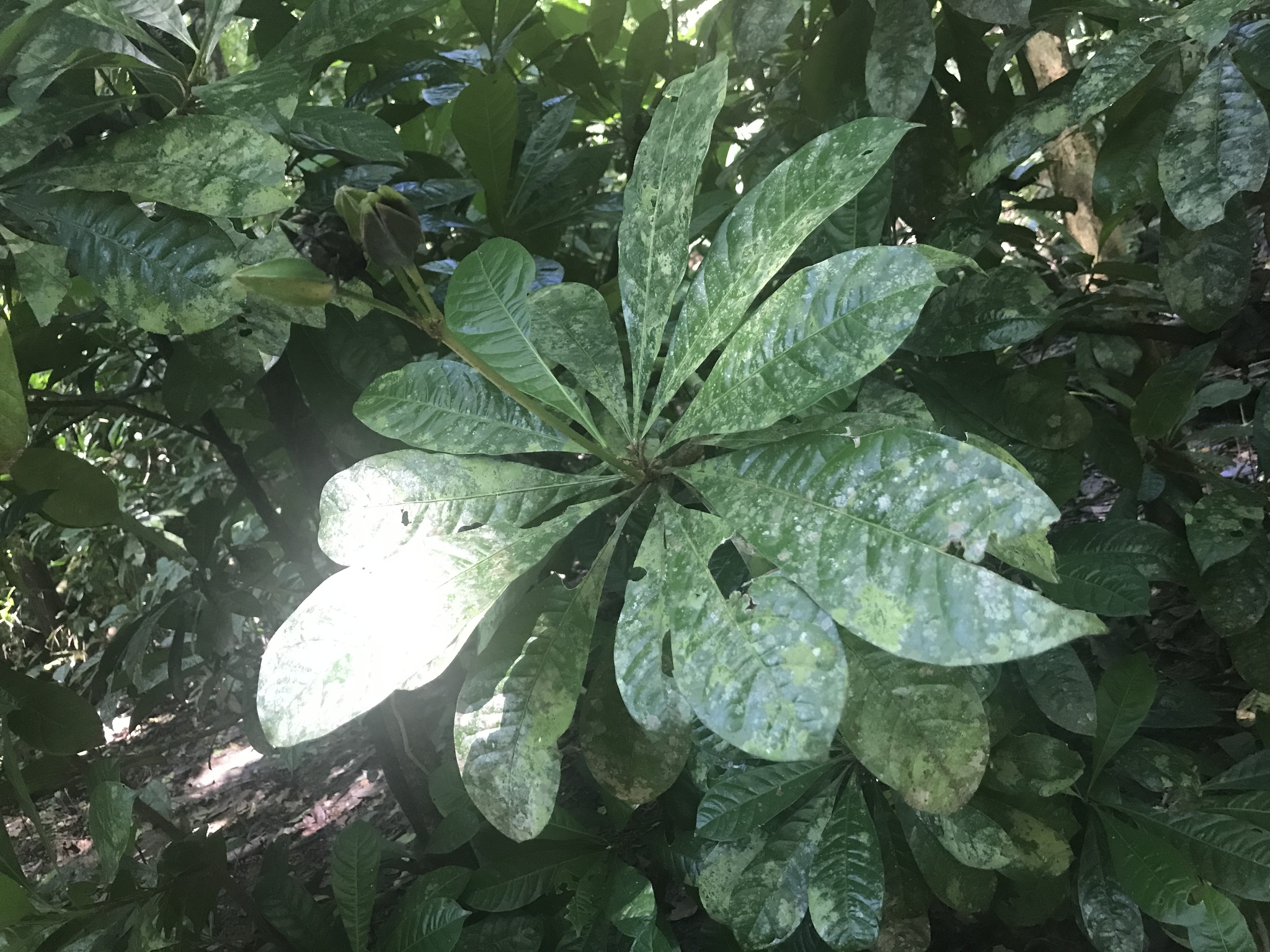 Erythrochiton gymnanthus Kallunki