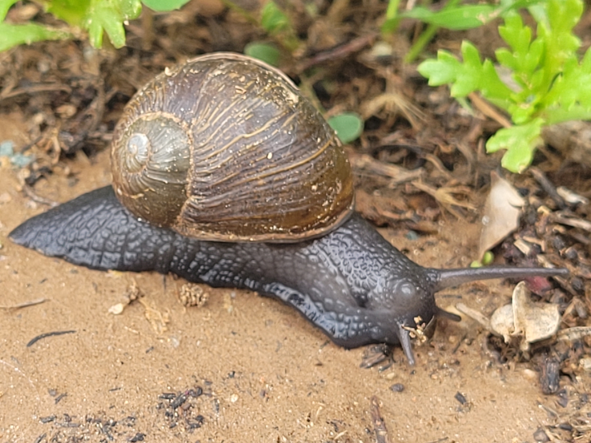 Cantareus apertus (Born, 1778)