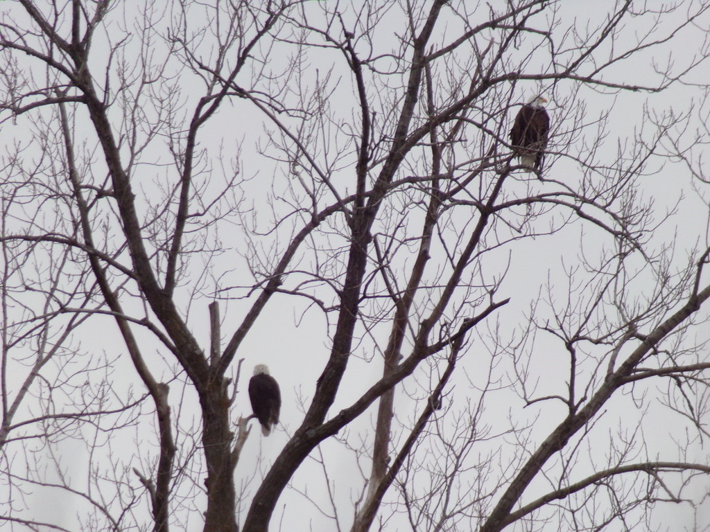 Bald Eagle from Mahomet, IL, USA on January 14, 2023 at 08:35 AM by ...