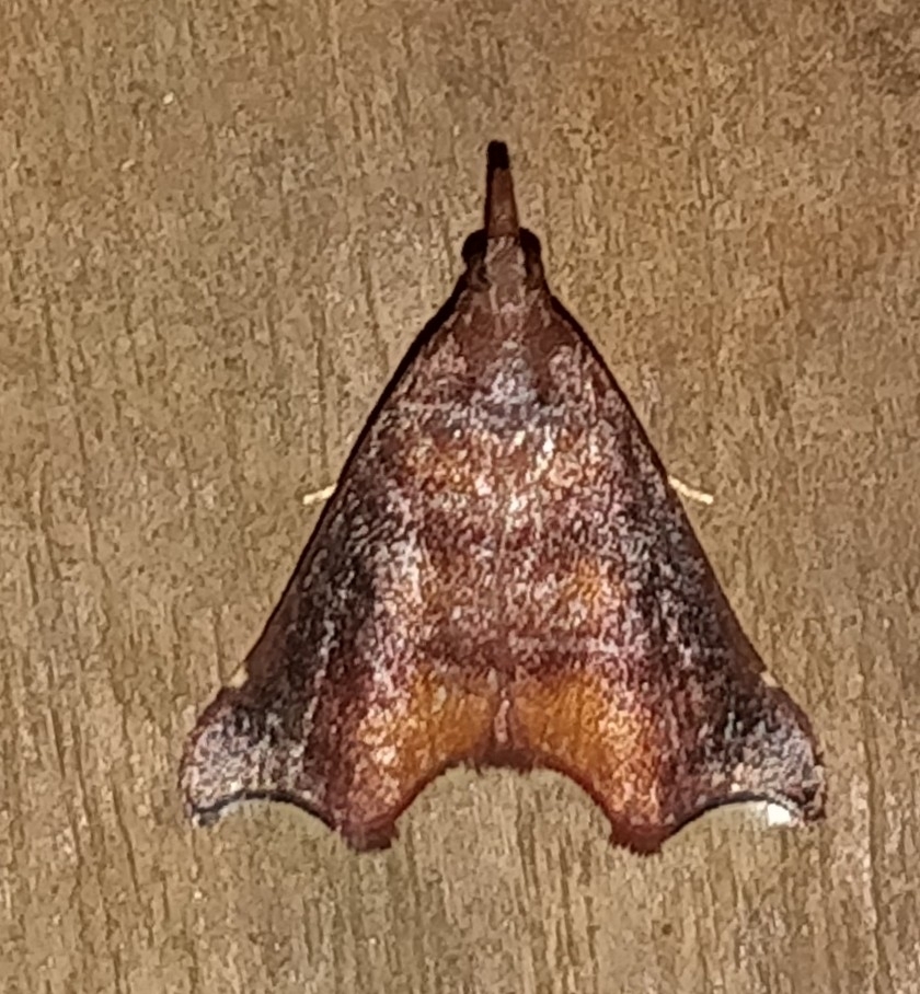 Scaly-legged Pyralids from 855V+76M, Puntarenas Province, Monteverde ...