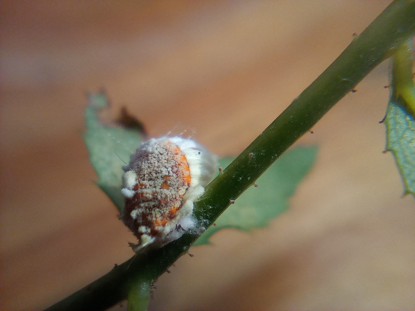 Icerya purchasi Maskell, 1879