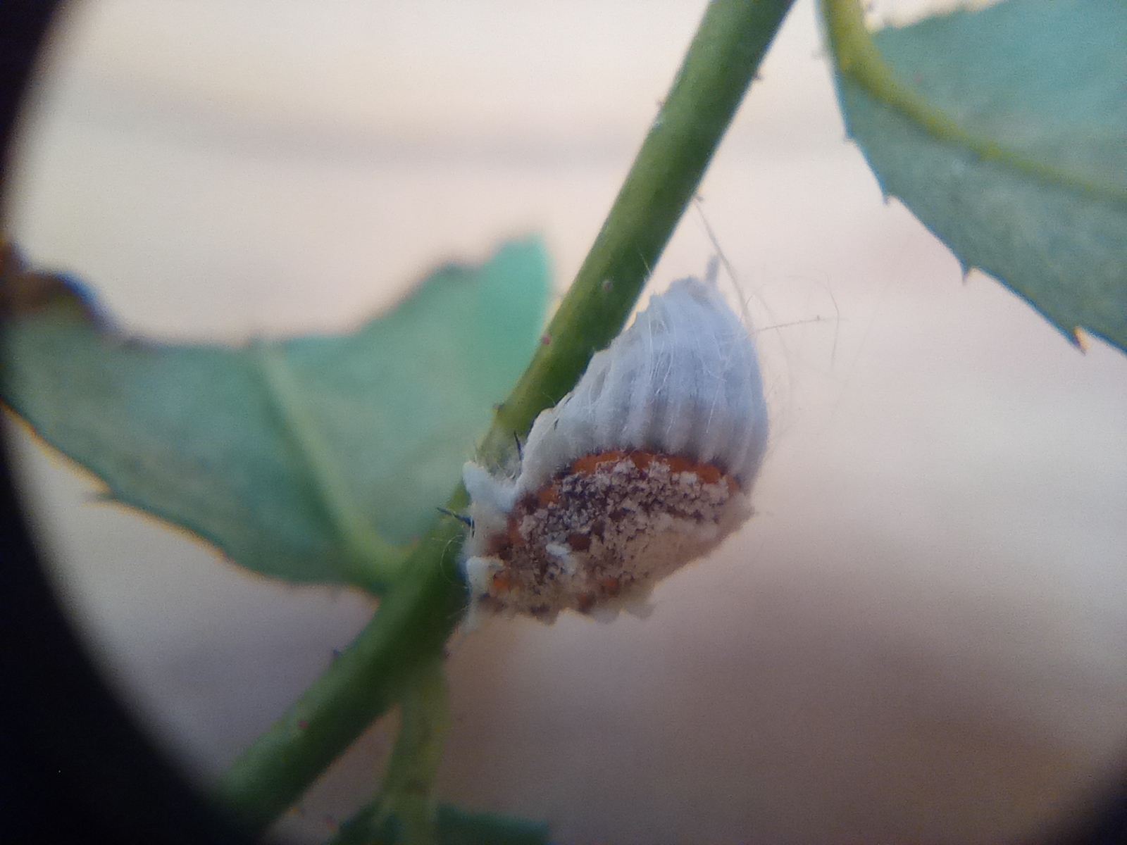 Icerya purchasi Maskell, 1879