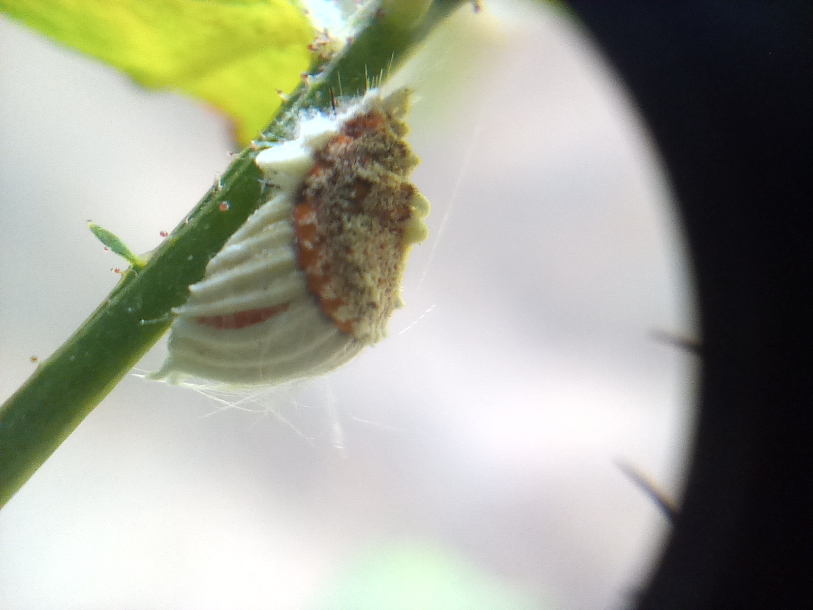 Icerya purchasi Maskell, 1879