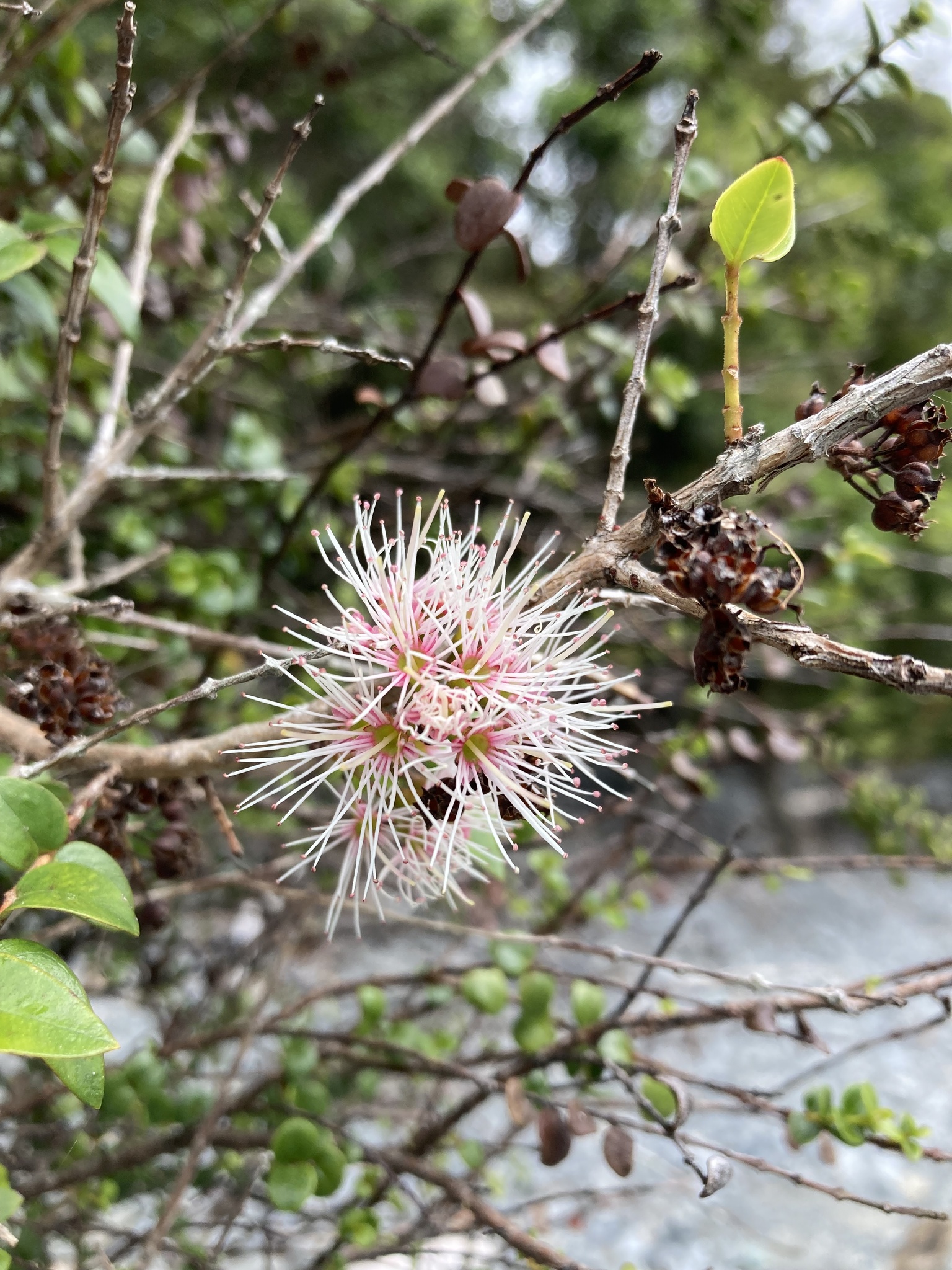 Metrosideros diffusa (G.Forst.) Sm.