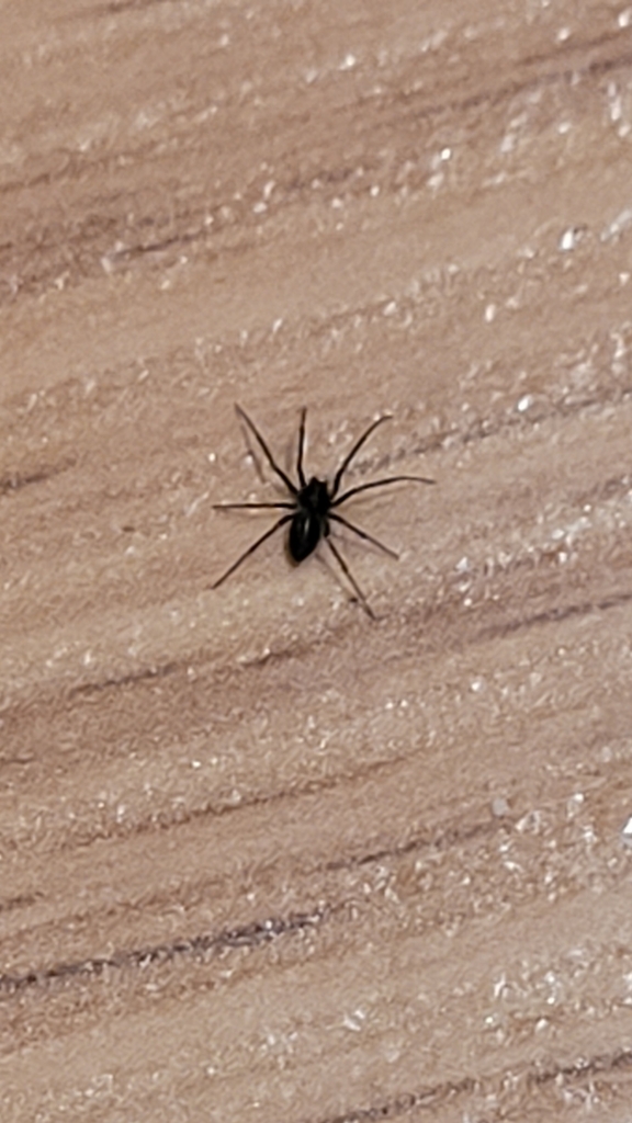 Typical Spiders in January 2023 by Baldylocks. I'm probably wrong on ...