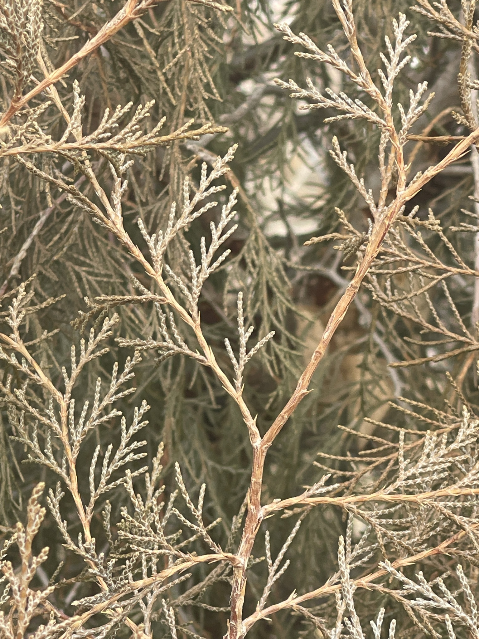 Juniperus scopulorum Sarg.