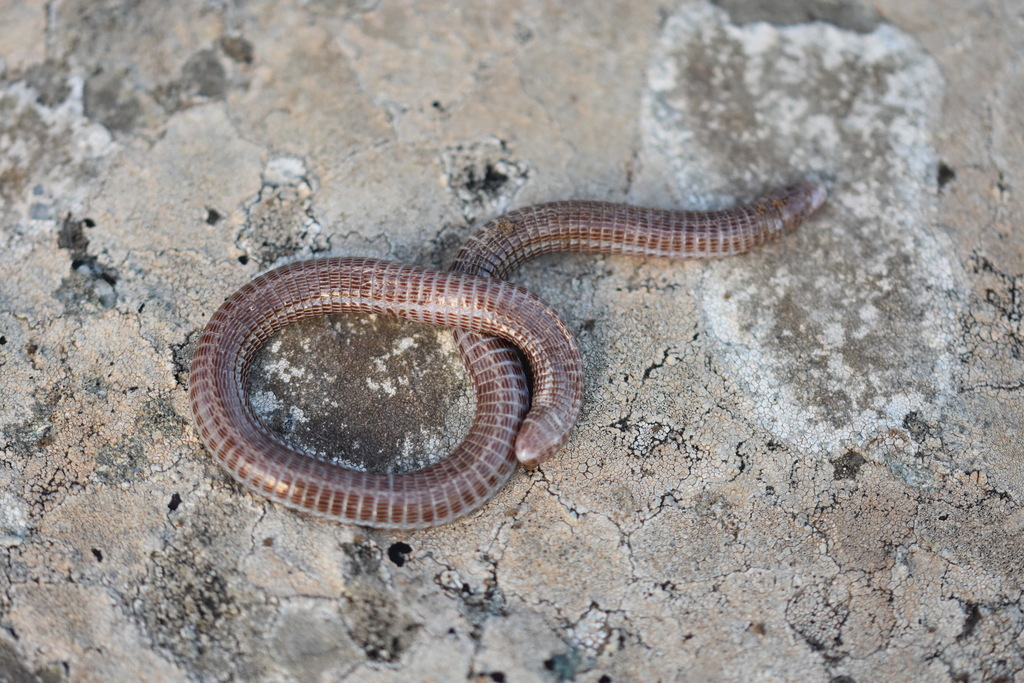 Southwest Iberian Worm Lizard in January 2023 by Axel Gosseries. Under ...
