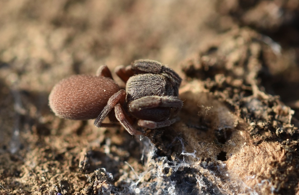 Common Palp-footed Spider from 7200 Campinho, Portugal on January 14 ...