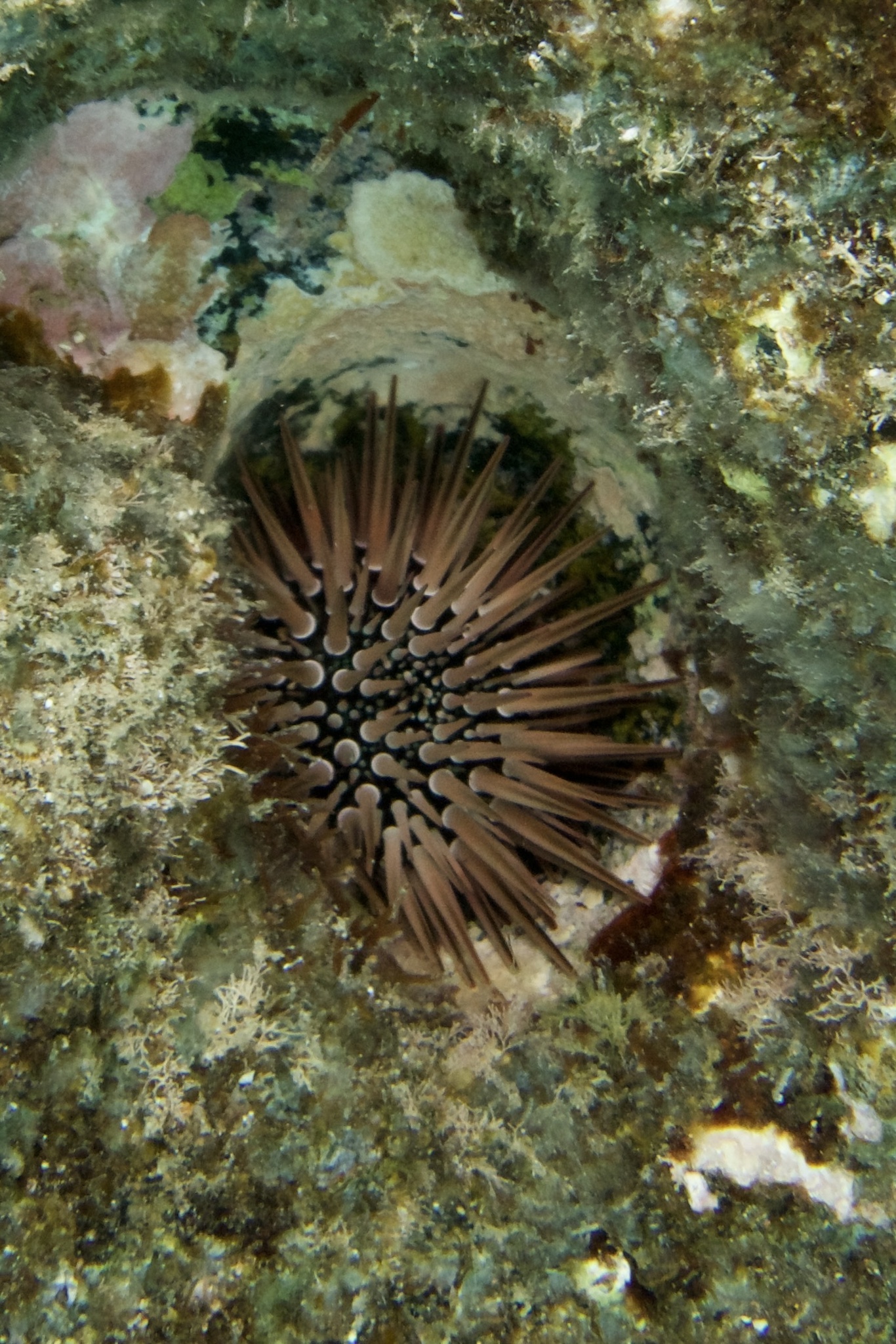 Echinometra mathaei (Blainville, 1825)