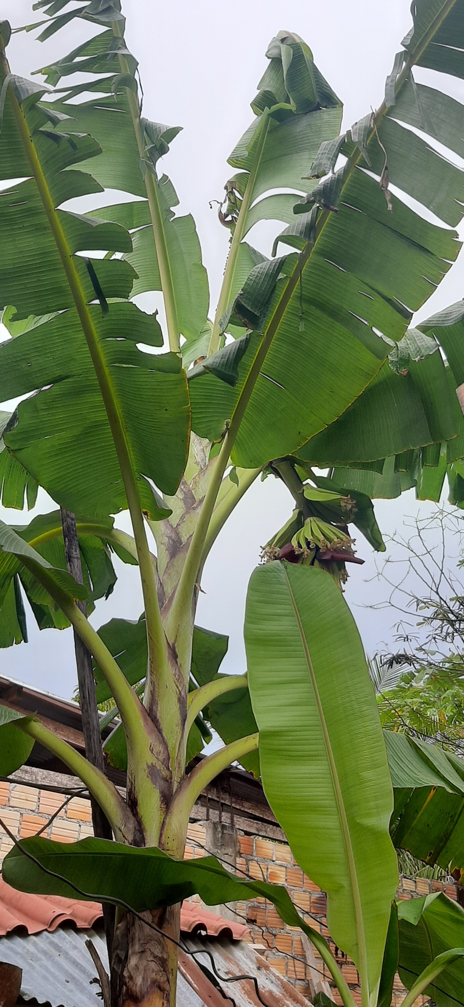 Musa ×paradisiaca L.