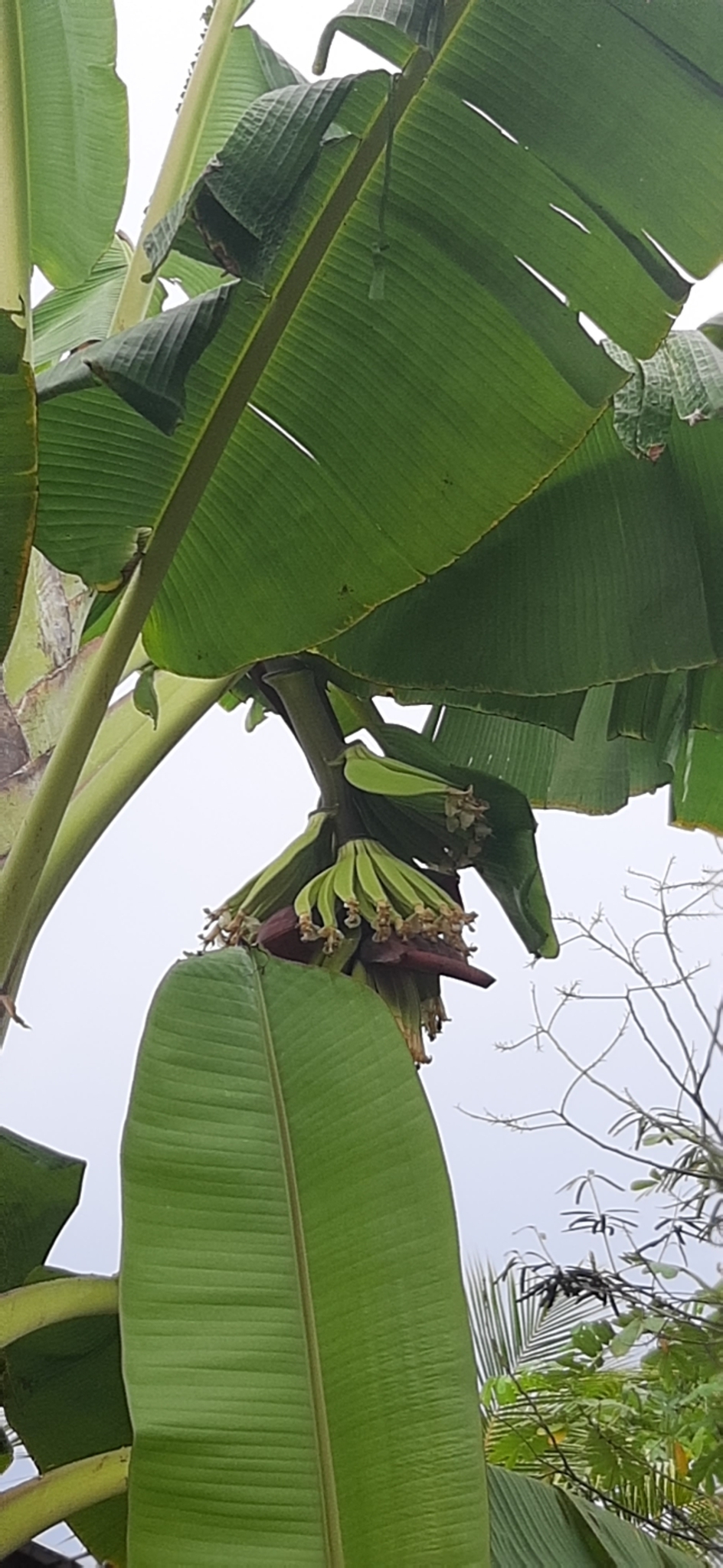Musa ×paradisiaca L.
