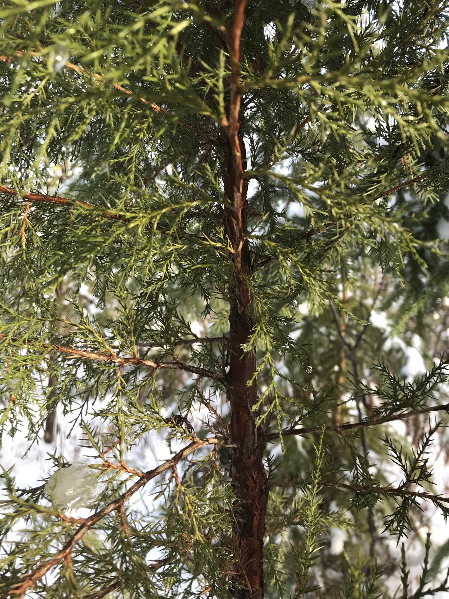 Juniperus scopulorum Sarg.