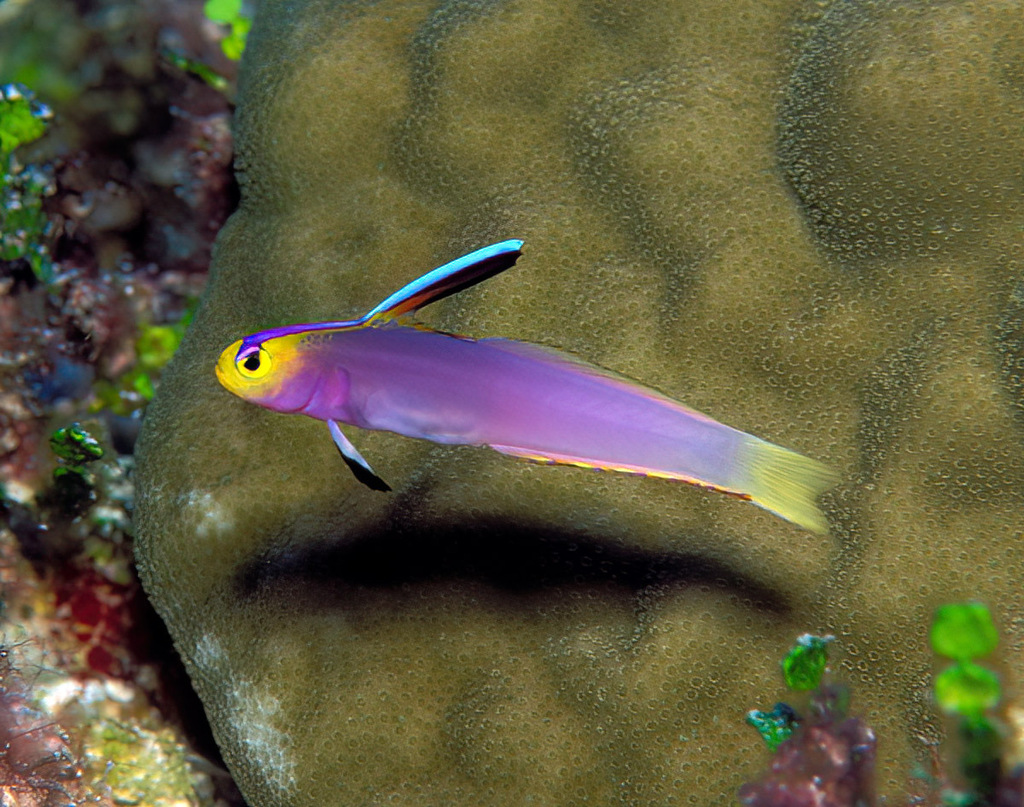 Lavender-blushed Dartfish (Nemateleotris lavandula) - Marine Life ...
