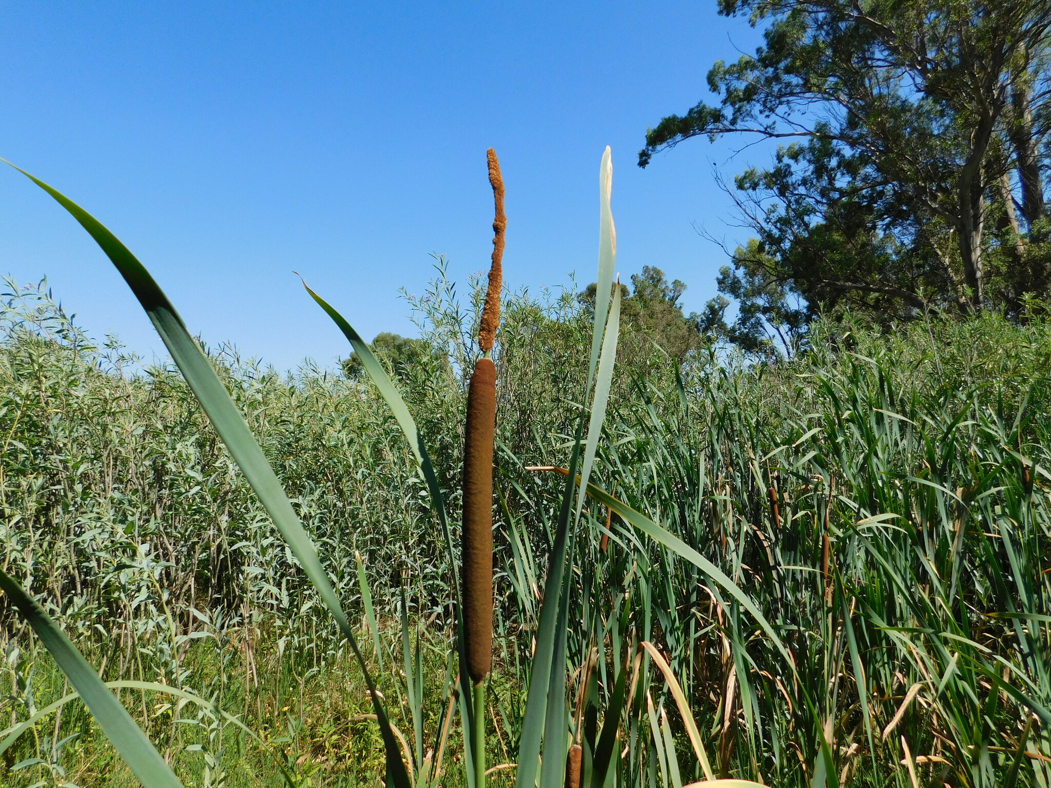 Typha domingensis Pers.