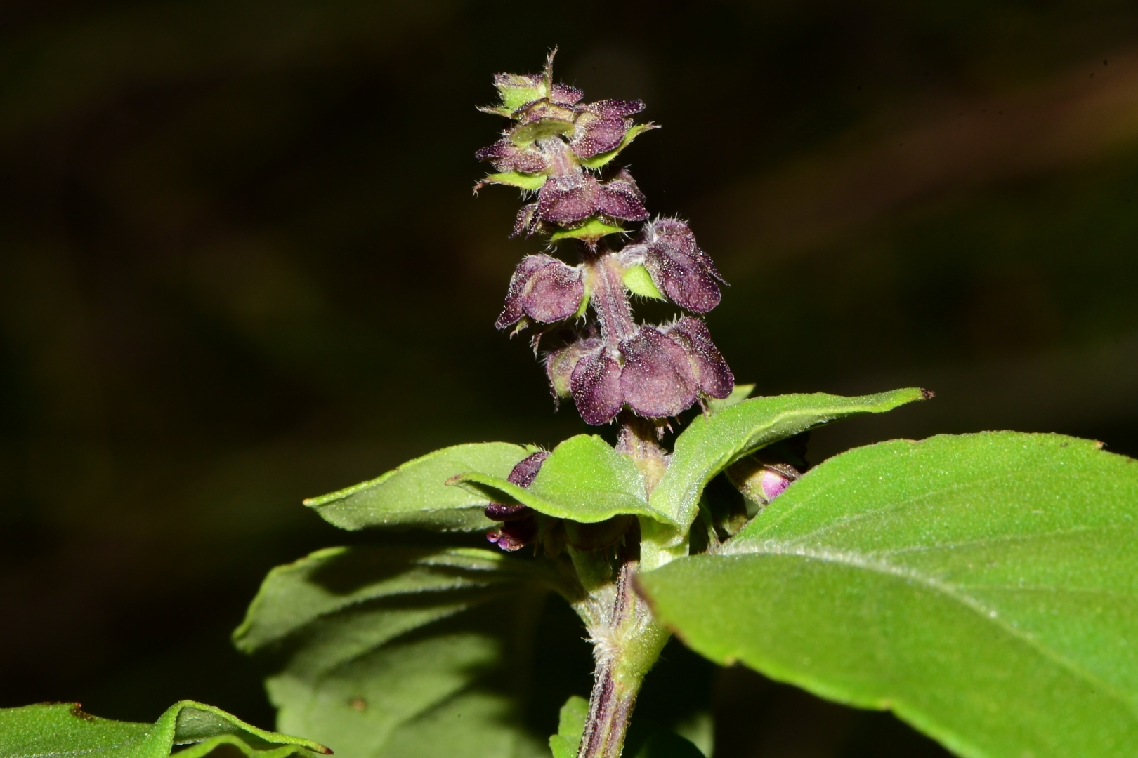 Ocimum L.