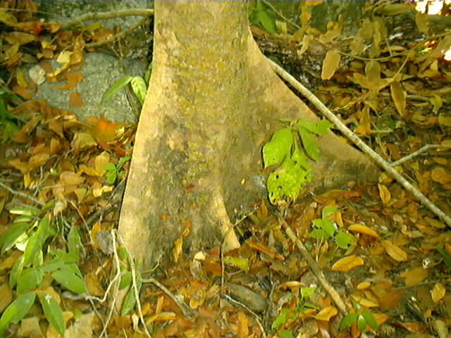 palo morado from Acapulco, Guerrero, México on January 18, 2013 at 08: ...