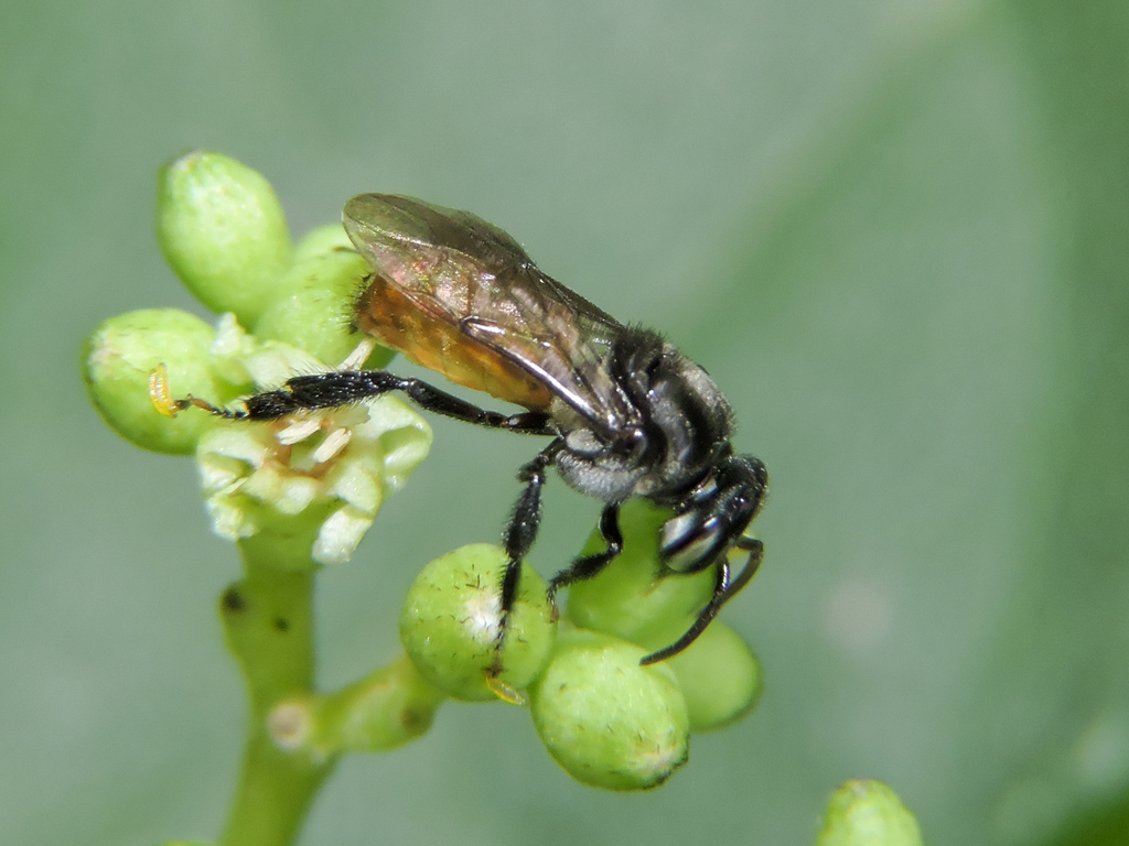 Red-tailed Stingless Bee from Yelapa, Jalisco, Mexico on September 15 ...