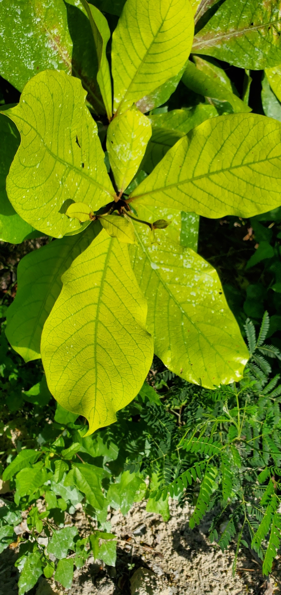 Terminalia catappa L.