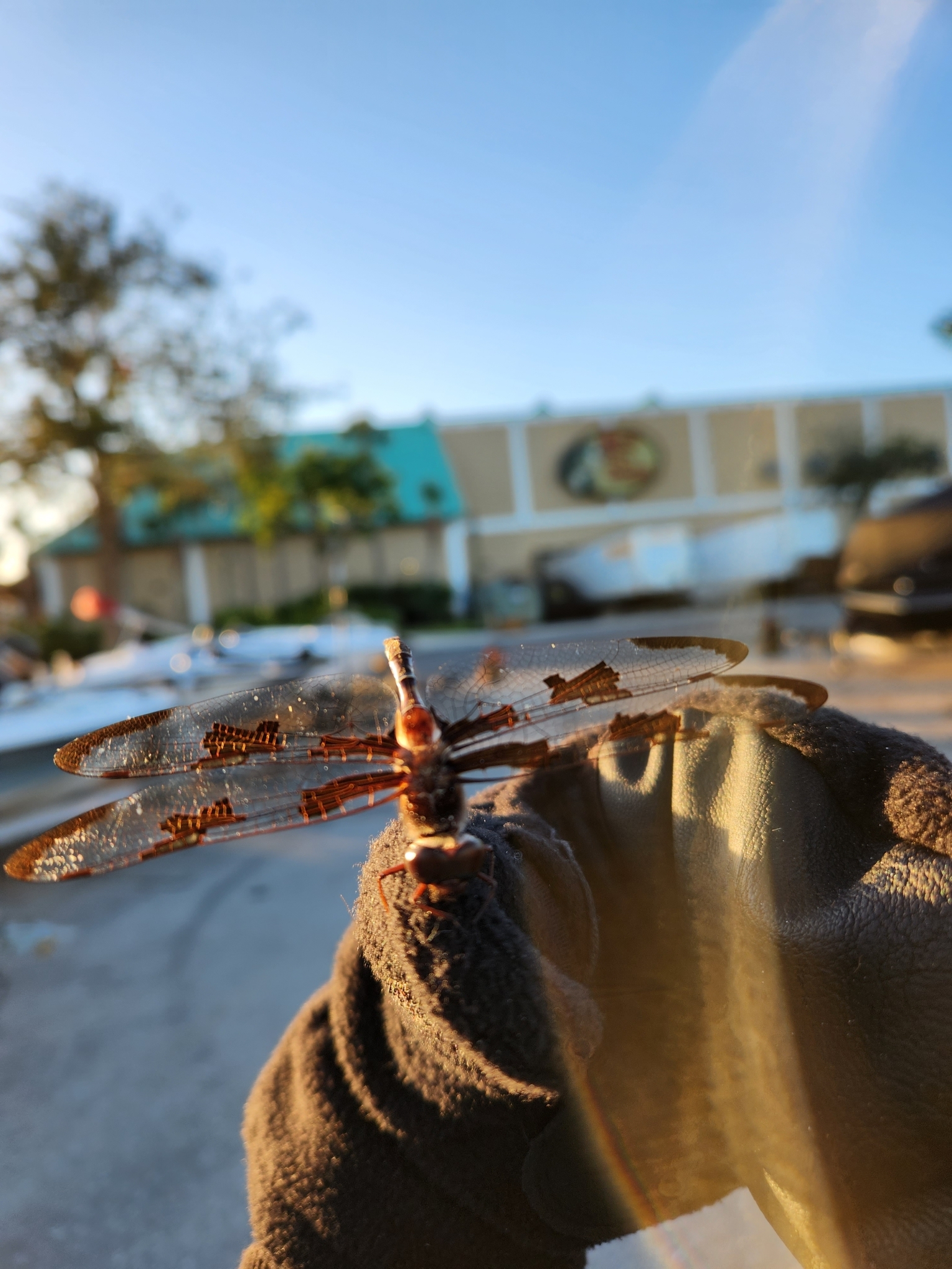 Epitheca princeps Hagen, 1861