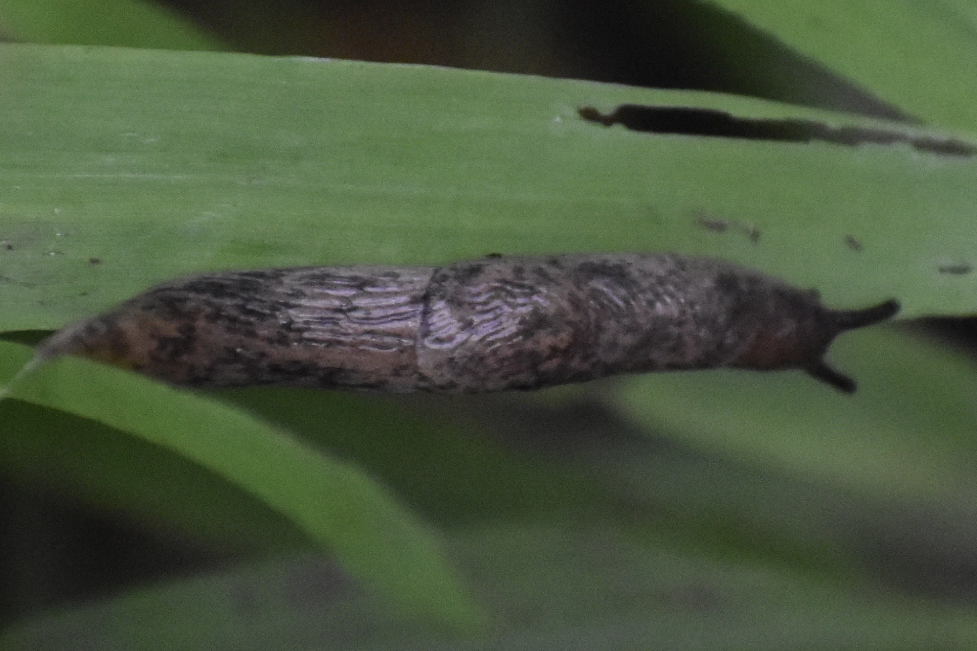 Deroceras reticulatum (O.F.Müller, 1774)