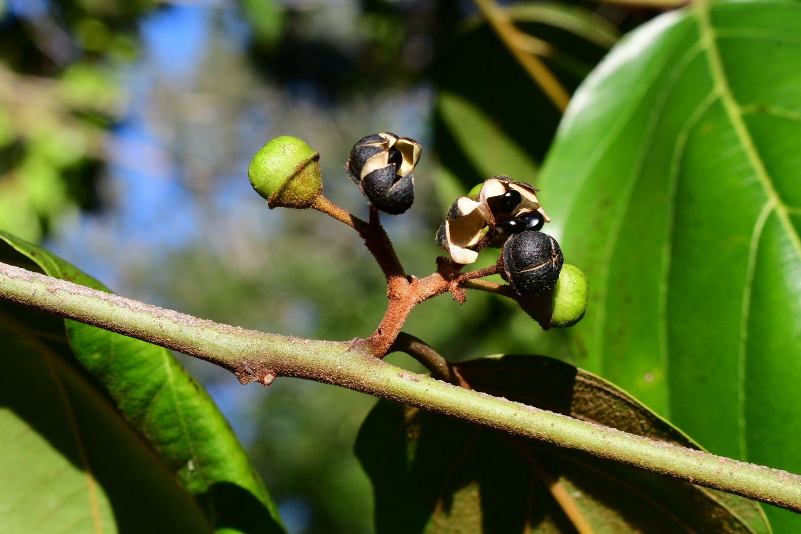 Colubrina arborescens (Mill.) Sarg.