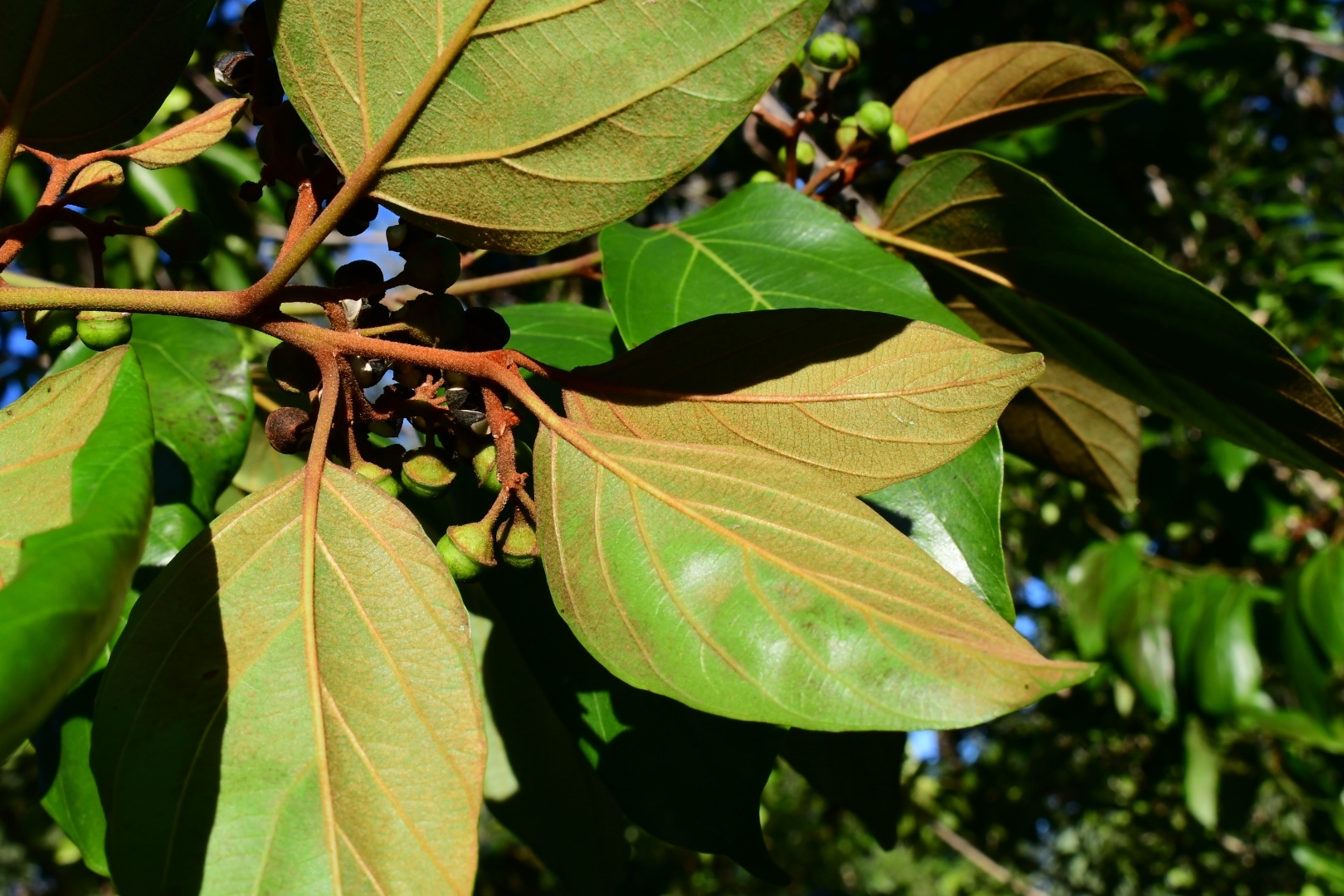 Colubrina arborescens (Mill.) Sarg.