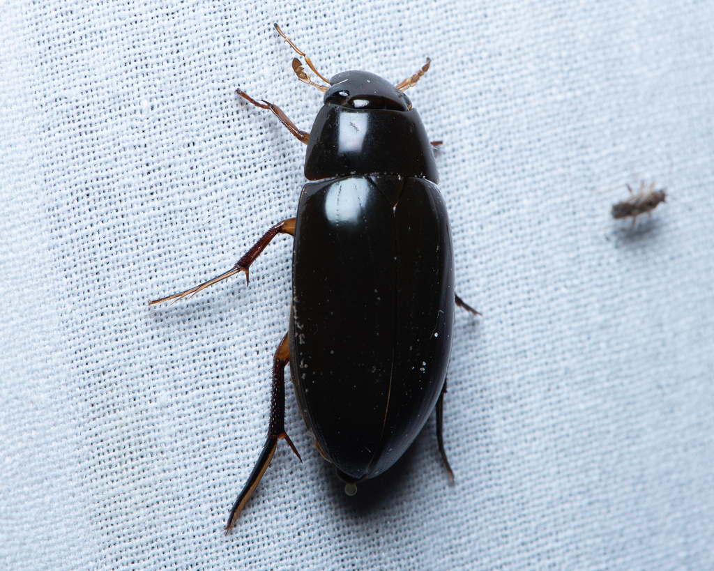 Hydrophilus in January 2023 by b_sydes · iNaturalist