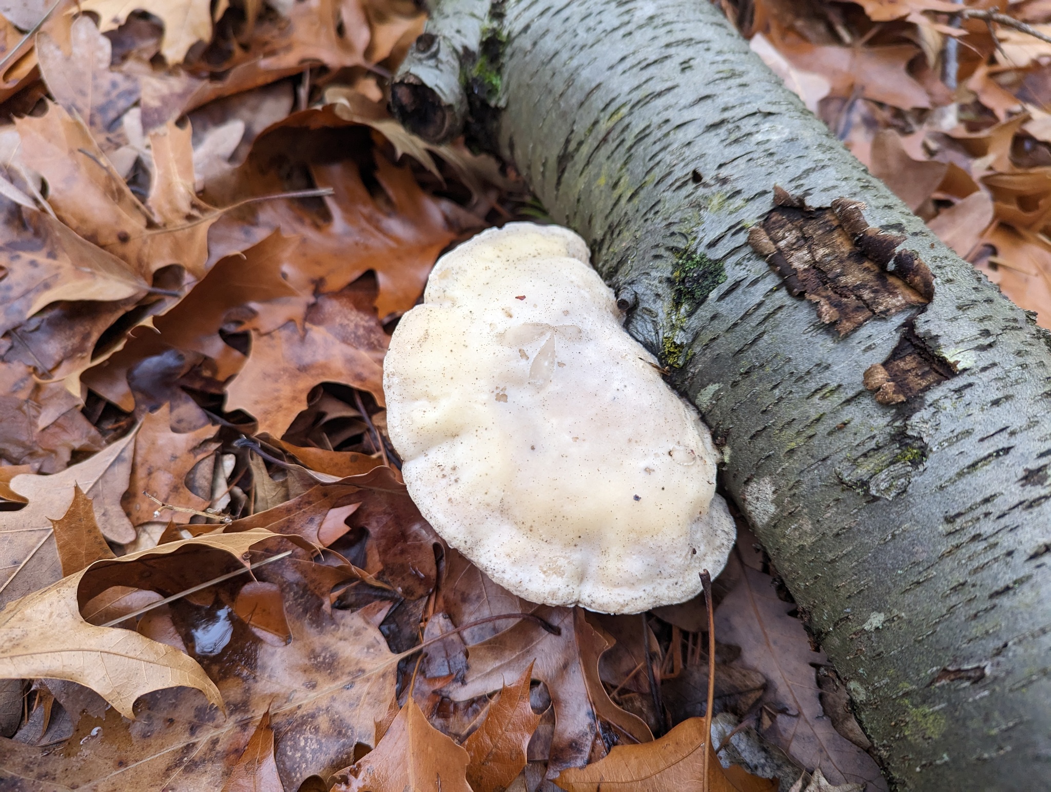 Tyromyces chioneus (Fr.) P.Karst.