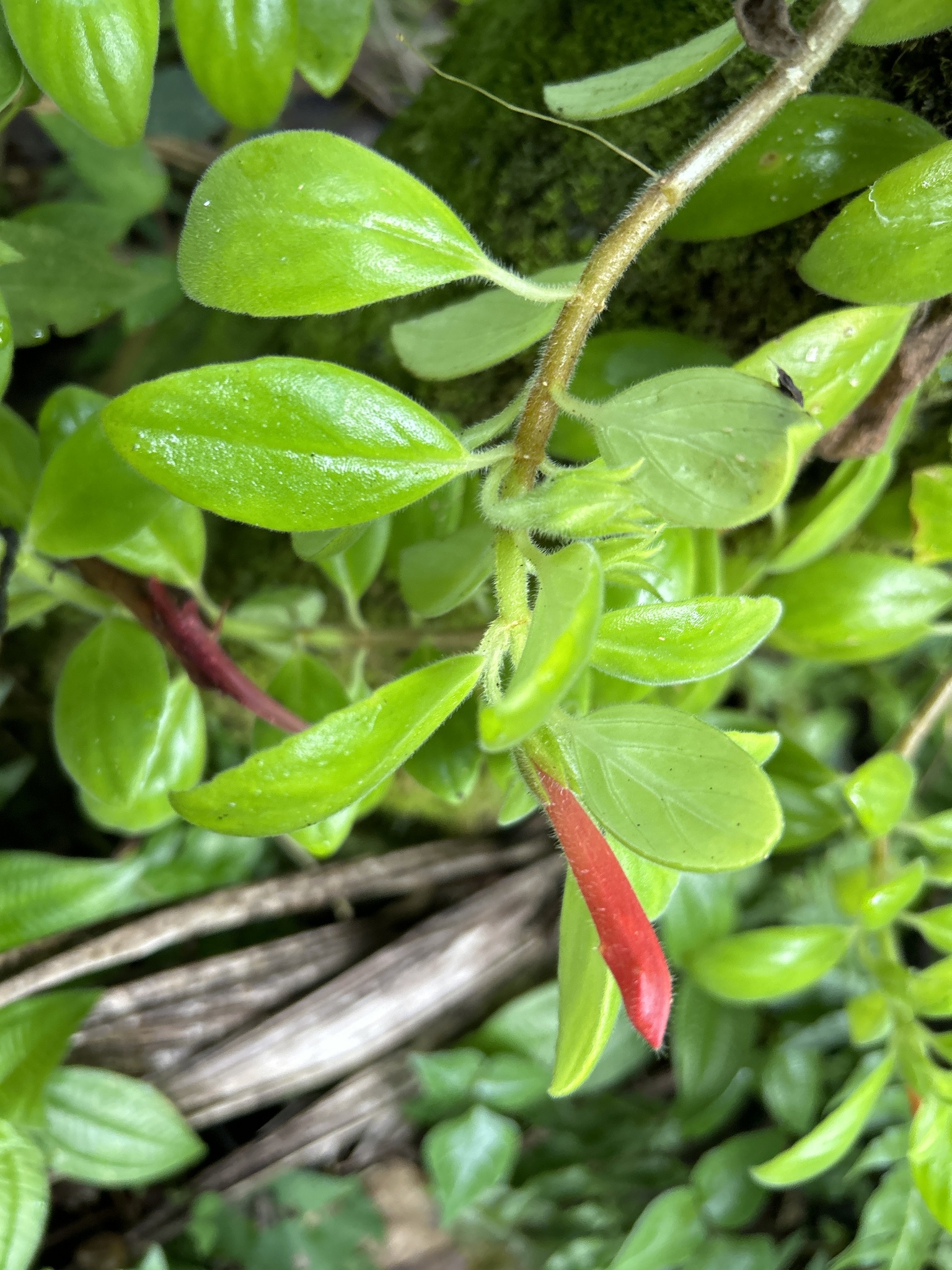 Columnea scandens L.