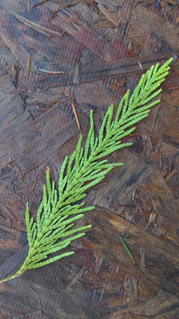 western redcedar from Central Tacoma, Tacoma, WA, USA on January 14 ...