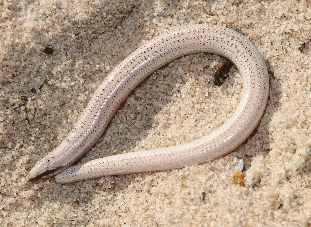Florida Sand Skink in January 2023 by Tommy Hamrick · iNaturalist