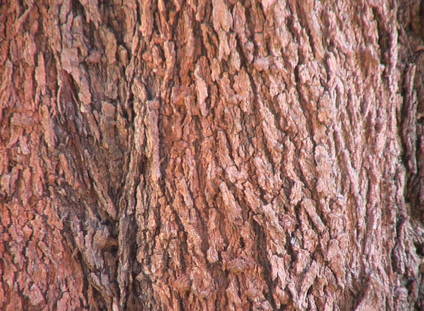 Forest sheoak (Flora on K'gari) · iNaturalist