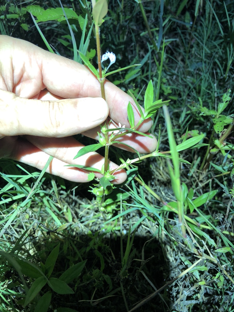 buttonweed from 10109–10299 Hempstead Rd, Houston, TX, US on September ...