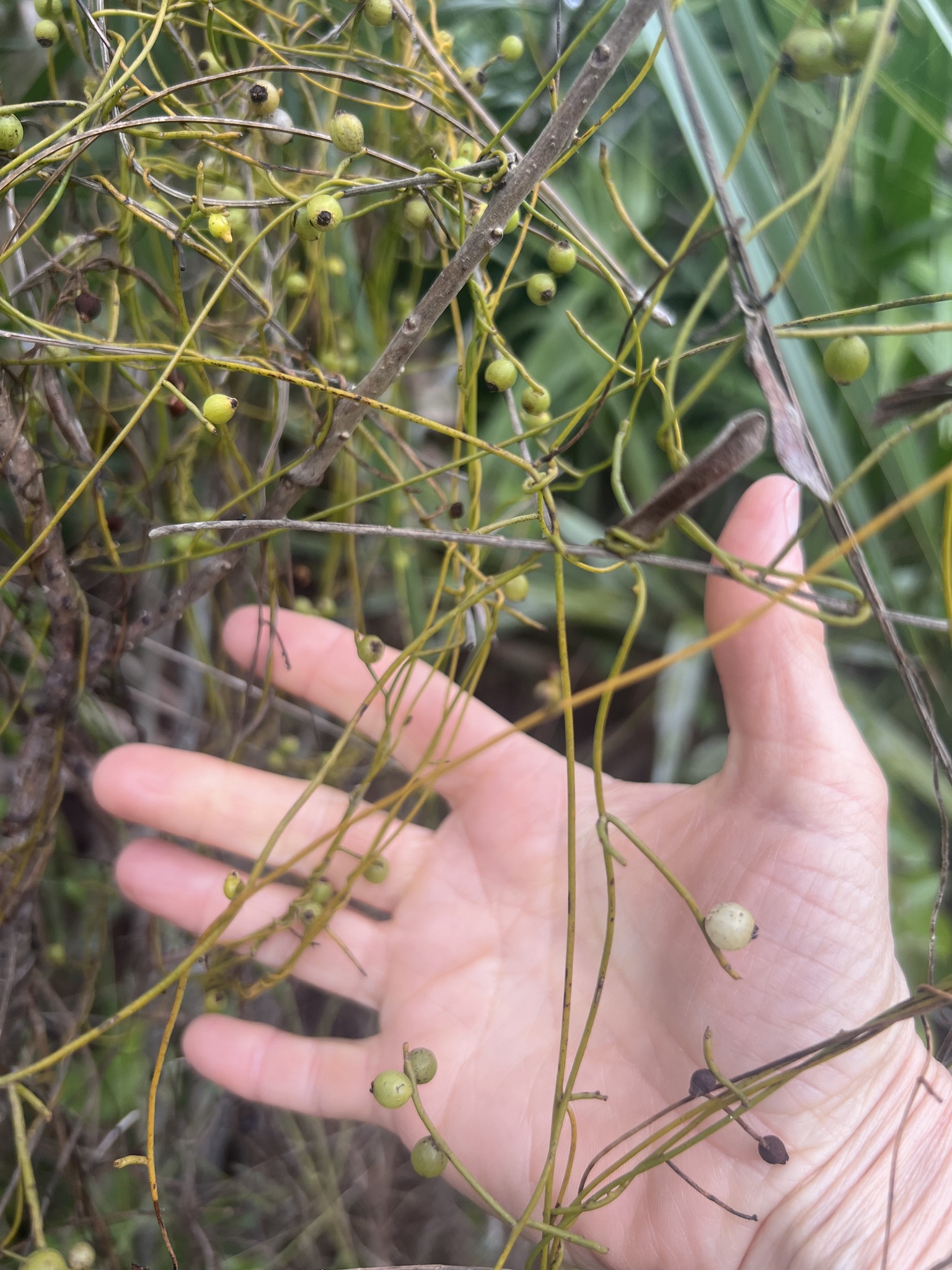 Cassytha filiformis L.