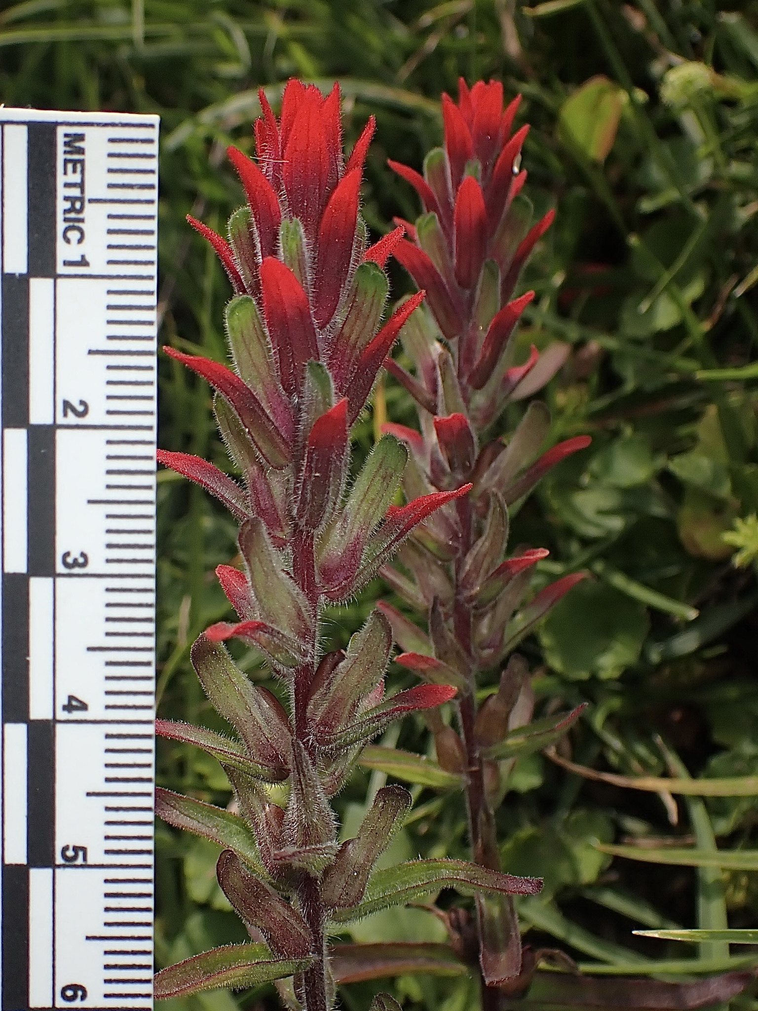 Castilleja arvensis Cham. & Schltdl.