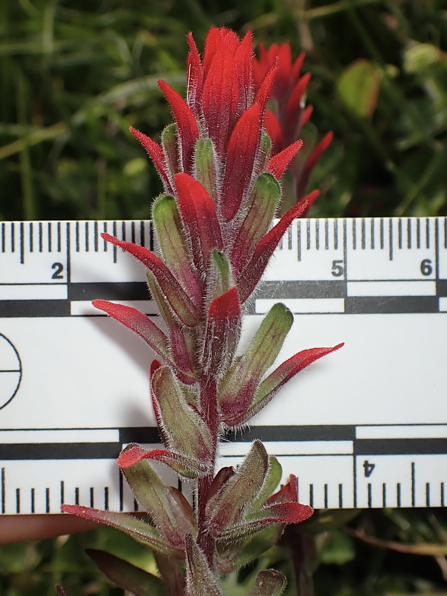 Castilleja arvensis Cham. & Schltdl.