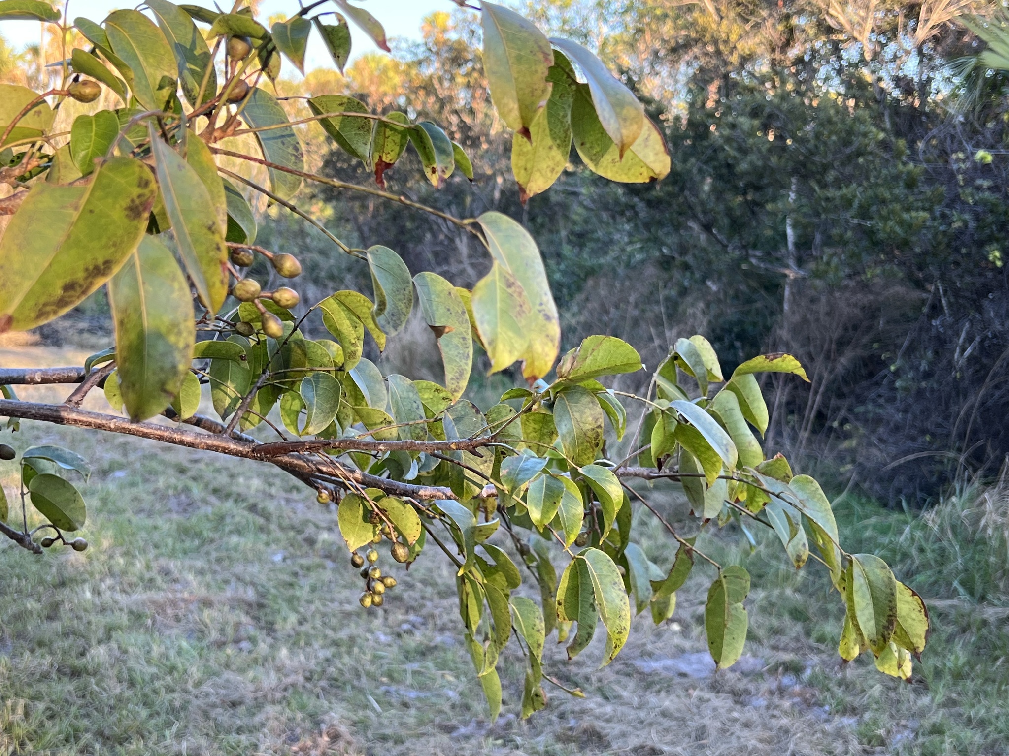 Bursera simaruba (L.) Sarg.