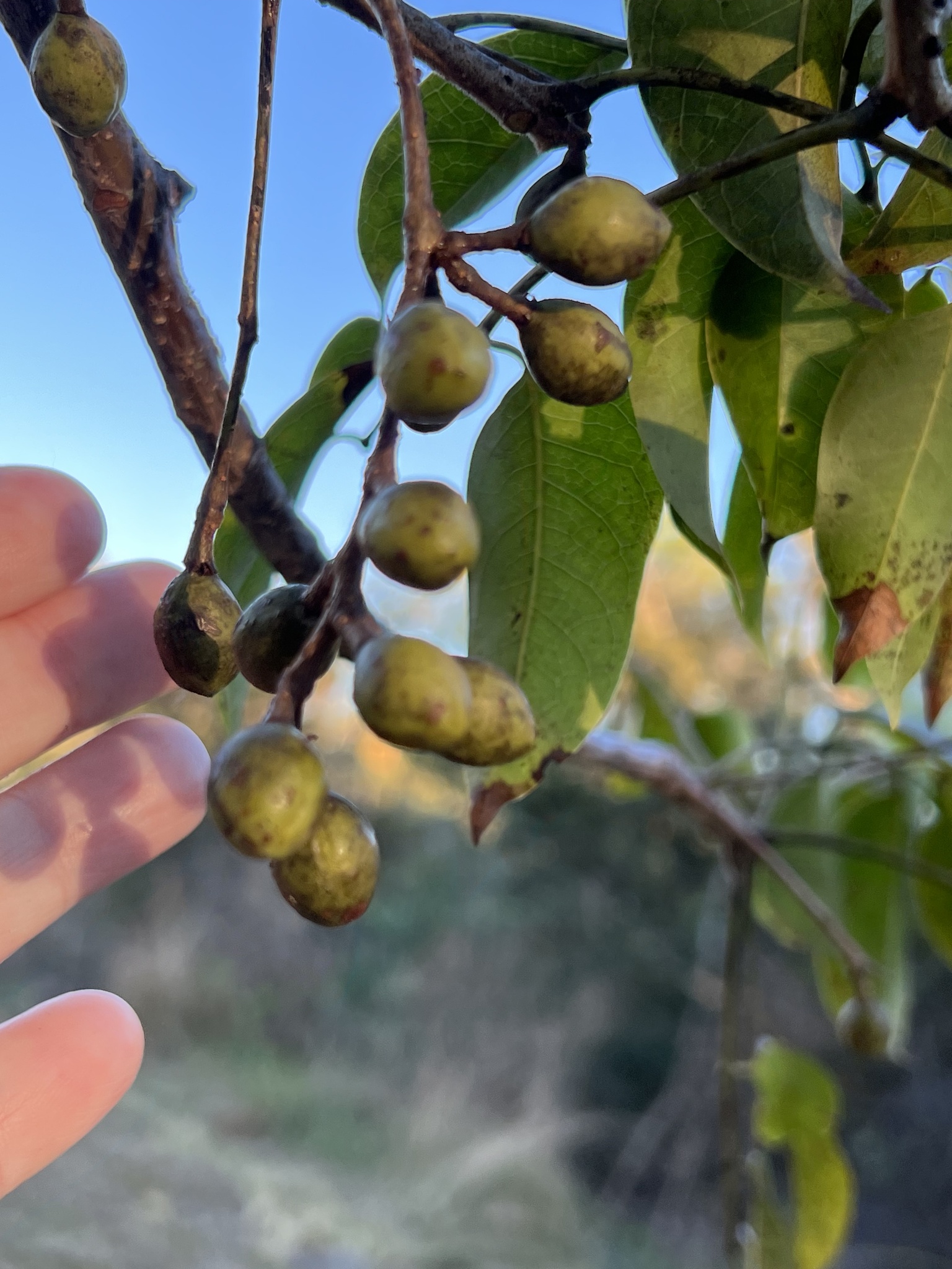 Bursera simaruba (L.) Sarg.
