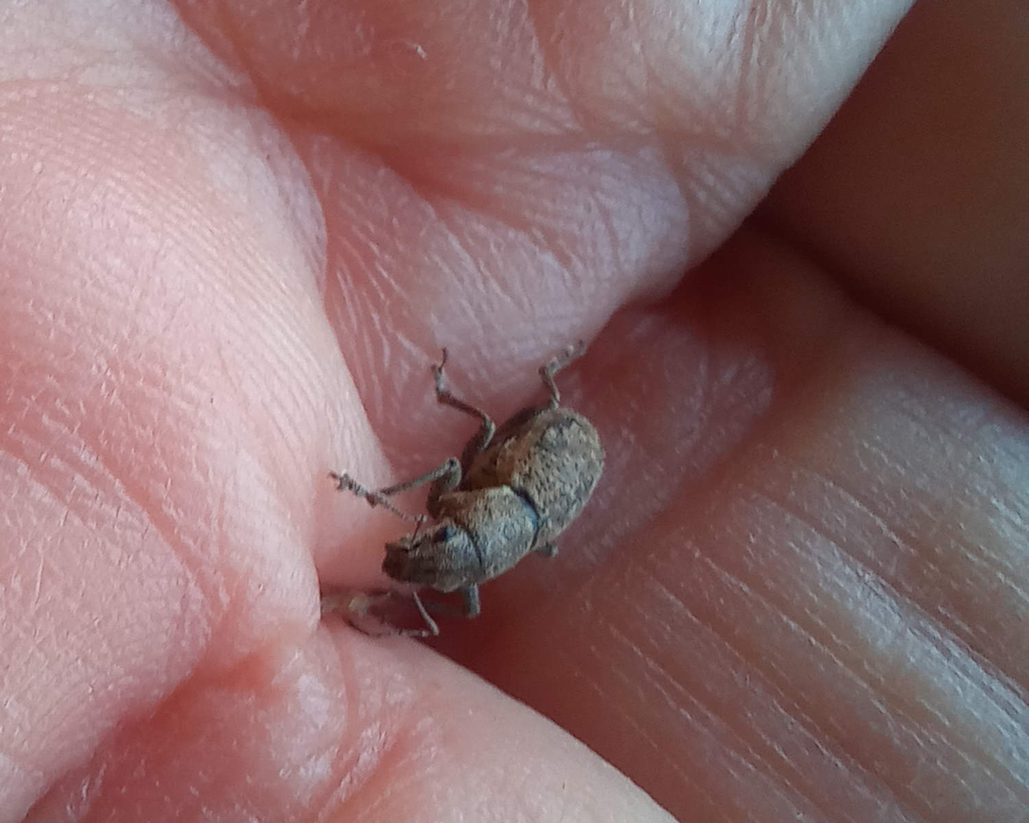 Pantomorus cervinus (Boheman, 1840)