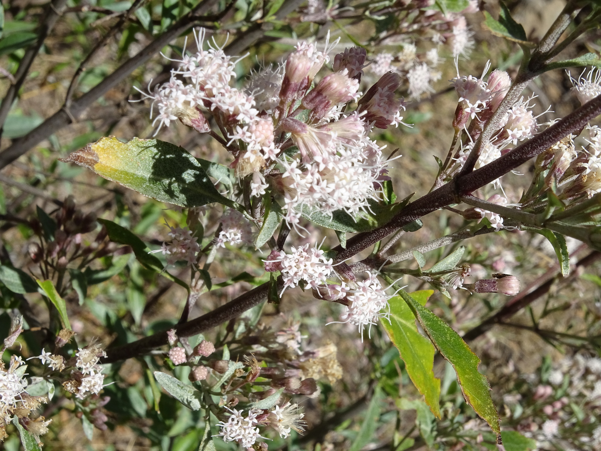 Ageratina glabrata (Kunth) R.King & H.Rob.
