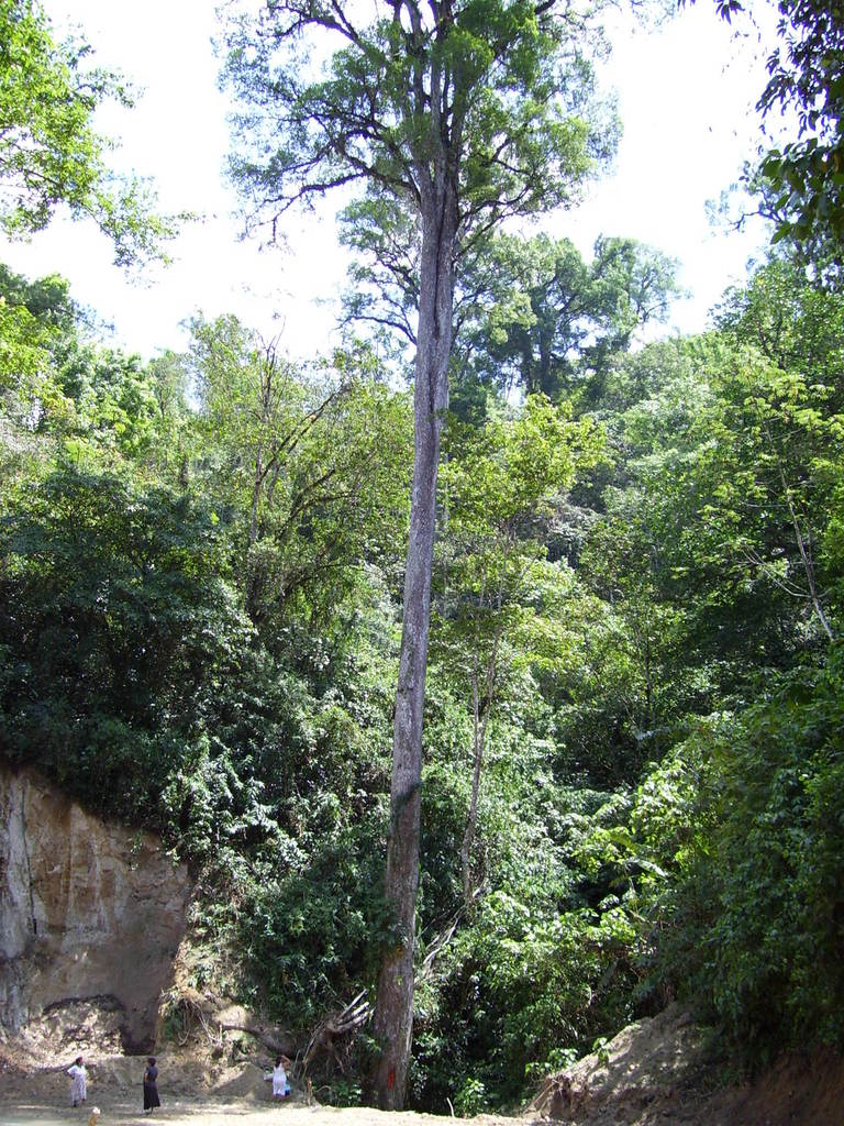 Mexican Elm from El Paraíso, Gro., México on March 12, 2007 at 12:24 AM ...